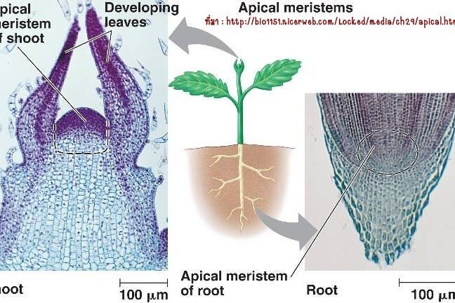 ข่าวสาร & ข้อมูลต่างๆ – Page 376 – Tuemaster เรียนออนไลน์ ม.ปลาย