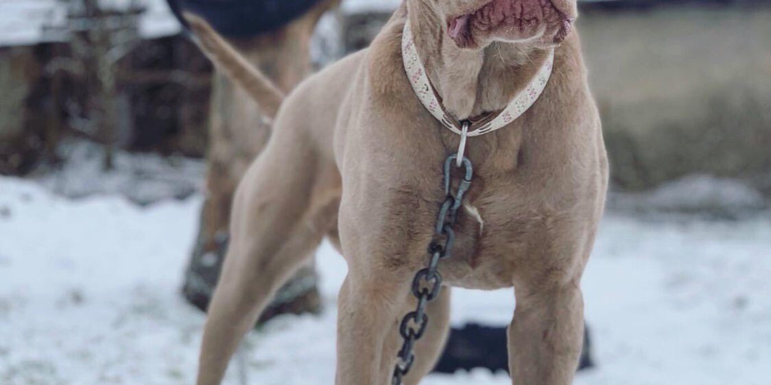 แบนด๊อก (Bandog) หรือ Bandogge คือสุนัข แบบไหนมาทำความรู้จักกัน ...